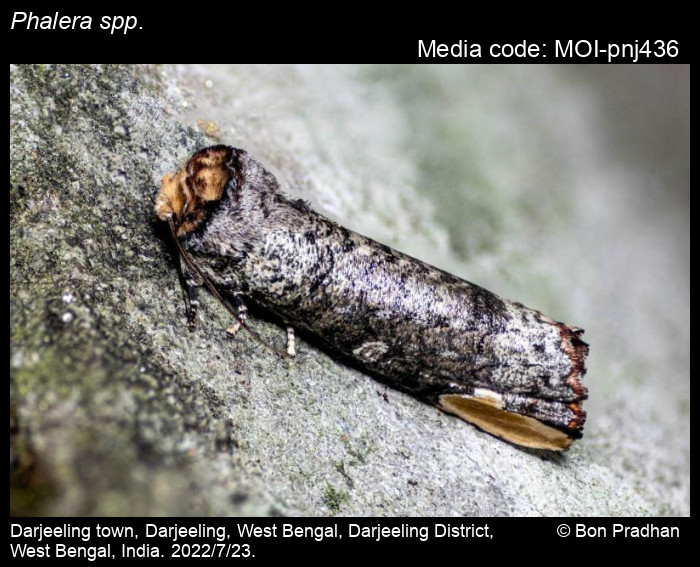 Phalera spp. Hübner, 1819 - | Moths
